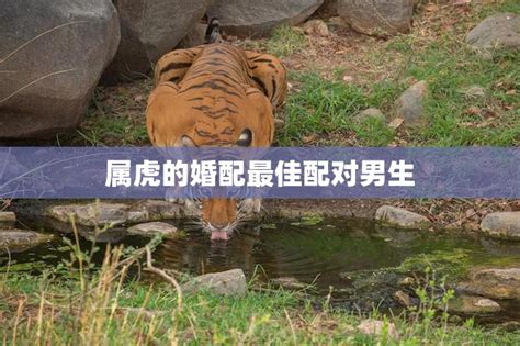 属虎的婚配最佳配对男生 如何选择最合适的伴侣