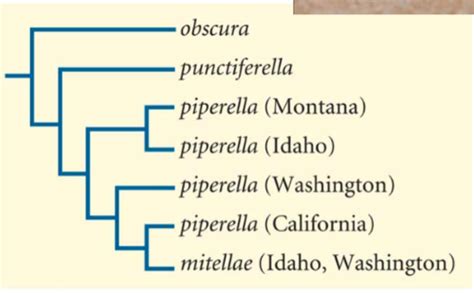 Evolution Ch 17 Flashcards Quizlet