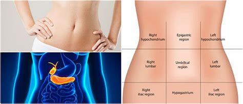 Epigastrio ¿qué Es Órganos Que Lo Componen Dolores Asociados