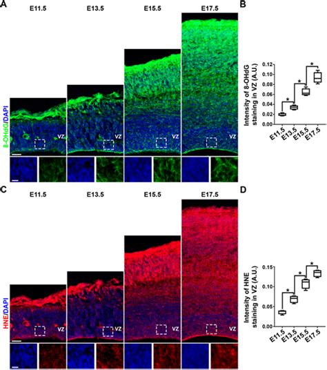 Oxidative Stress Regulates Progenitor Behavior And Cortical Neurogenesis Development The