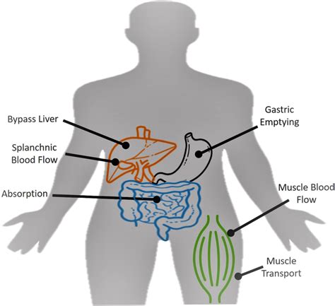 Potential ‘barriers To Exogenous Cho Oxidation Download Scientific Diagram