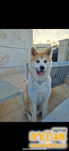 תמונה של כלב למסירה בחינם מודעה 3033873