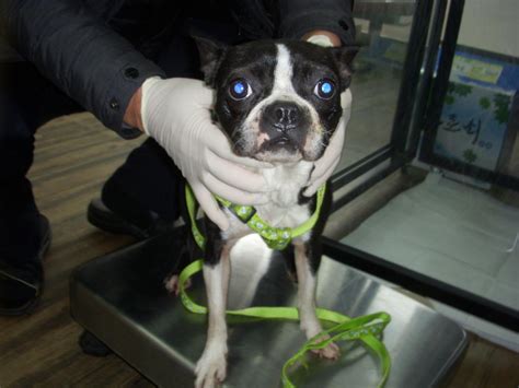 경기 오산 한신대정문에서 보스턴 테리어 발견 보호