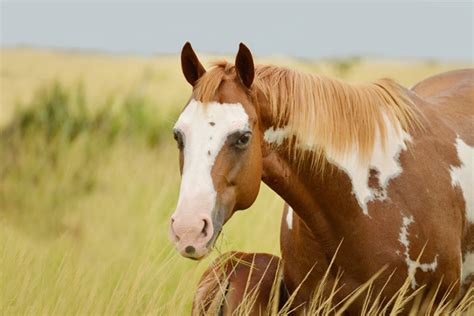 Horse Breeding Tip Pregnant Mare Care In Hot Weather Horsemans News