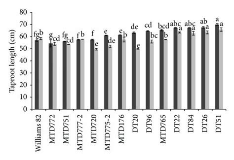 The Root And Shoot Developments Under Normal Black Bars And Drought