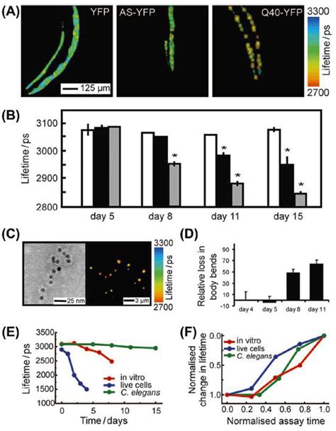 Tcspc Lifetime Imaging Distinguishes The Nature And Kinetics Of The Download Scientific Diagram