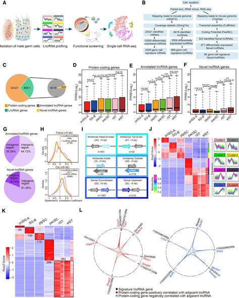 Panoramic Transcriptome Analysis And Functional Screening Of Long
