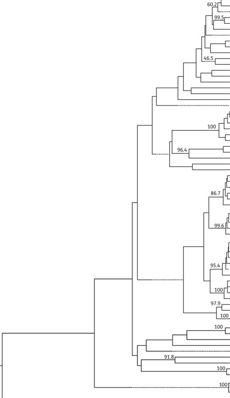 Dendrogram Representing Phylogenetic Relationships Between Clinical Download Scientific Diagram