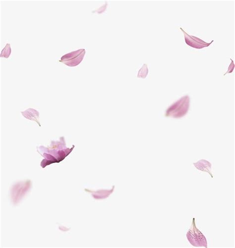 Lavender Fresh Flowers Petal Floating Material Png Clipart Floating