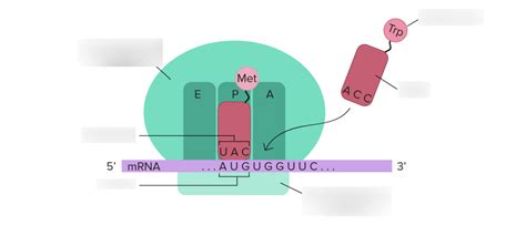 RNA Translation Diagram Quizlet