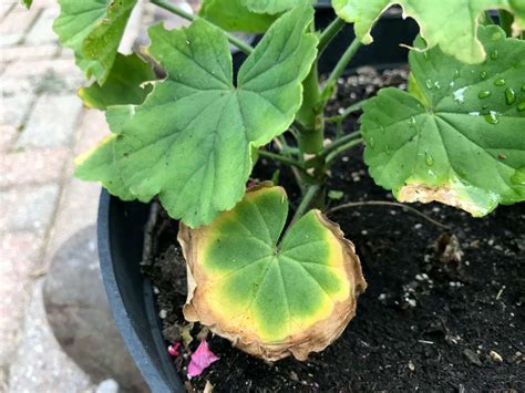 Why Your Geranium Leaves Are Turning Yellow And Solutions
