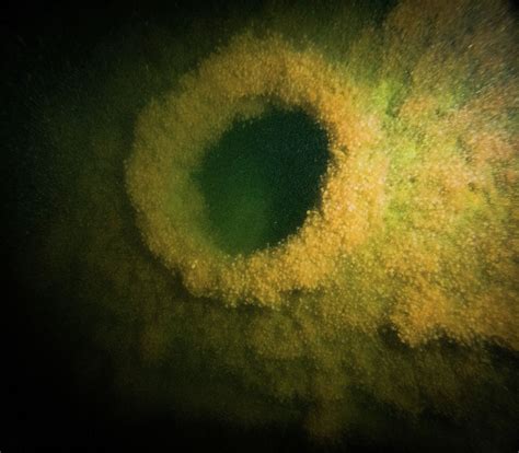 Ct Divers Find Submarine Missing For 80 Years In Long Island Sound