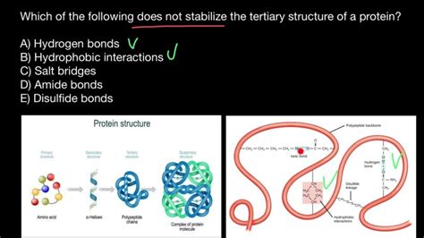 Nikolays Genetics Lessons On Linkedin Protein Folding 5