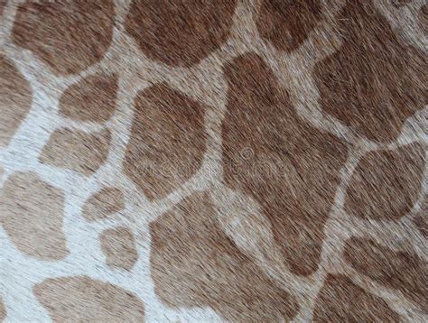 Textura Del Pelo Animal Imagen De Archivo Imagen De Suave 44695121