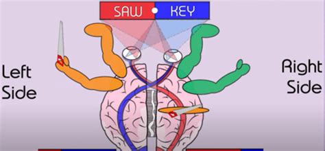 Localisation Of Function In The Brain And Hemispheric Lateralisation