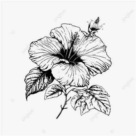 히비스커스 라인 아트 꽃 히비스커스 꽃 히비스커스 꽃 Png 일러스트 및 벡터 에 대한 무료 다운로드 Pngtree