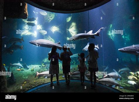 220830 Guangzhou Aug 30 2022 Visitors View Marine Life At