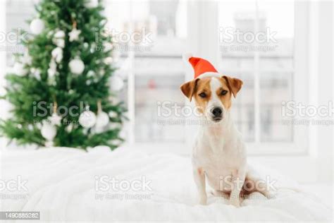 잭 러셀 테리어 개는 산타 클로스 모자를 착용 큰 창과 장식 크리스마스 트리에 대한 넓은 침실에서 흰색 침대에 포즈 겨울 휴가 개념입니다 0명에 대한 스톡 사진 및 기타