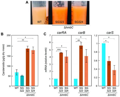 Effect Of Hmbc Deletion On Carotenoid Production And Car Gene Download Scientific Diagram