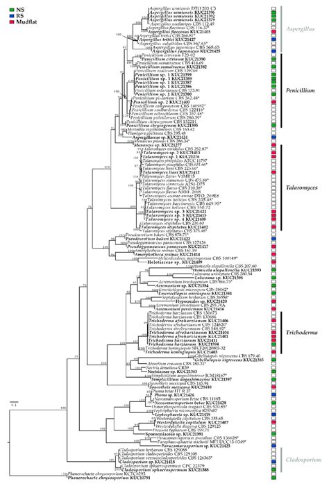 The Bayesian Analysis Tree Based On Its Bayesian Posterior Download Scientific Diagram