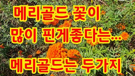 식약처 식품공전에 등록된 사용가능 메리골드는 두종류입니다 아프리카 메리골드 프렌치 메리골드 꽃잎에 성분이 많기때문에 많이