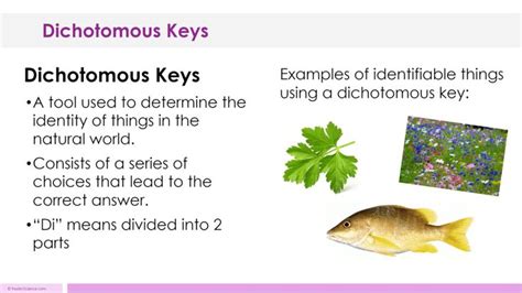 DICHOTOMOUS KEYS LESSON PLAN A COMPLETE SCIENCE LESSON USING THE 5E METHOD OF INSTRUCTION