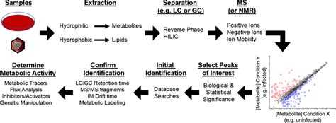 A Schematic View Of Untargeted Lipidomics And Metabolomics Workflow Download Scientific