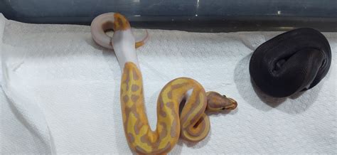 Banana Pied Ball Python By Baystate Reptile Morphmarket