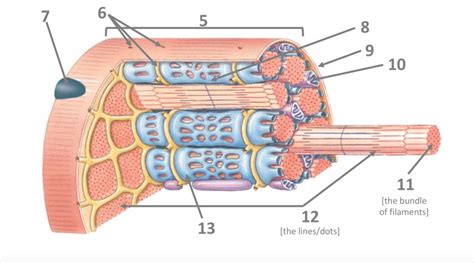 Lab 6 Pic Diagram Quizlet