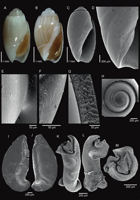 Shell Operculum And Penis Of Olivella Klappenbachi A C Shell In Download Scientific Diagram