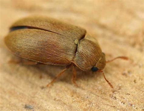 Raspberry Pests And Problems Allotment And Gardens