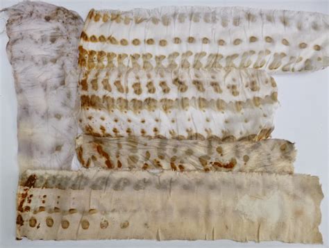 Magsramsay Green Tea Rust Dyeing Experiment