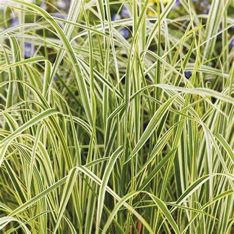 Overdam Feather Reed Grass Nature Hills Nursery