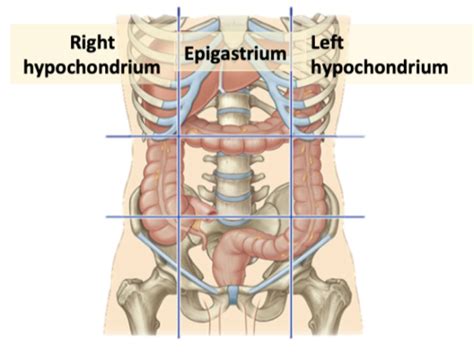 ABDOMEN V Liver Biliary Tree Flashcards Quizlet ABDOMEN V Liver Biliary Tree Flashcards Quizlet