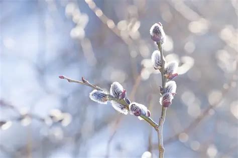 Pussy Willow Pictures Download Free Images On Unsplash