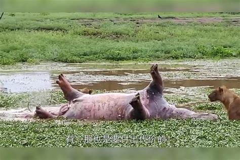 野牛失足陷入泥潭，狮子以为唾手可得，没想到同归于尽