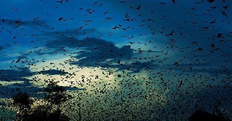 Bat Migration Album On Imgur