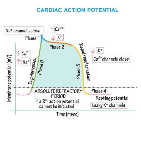 Describe The Actions Of Depolarization And Repolarization