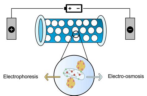 Electro Osmotic Membrane Dewatering Of Biomass
