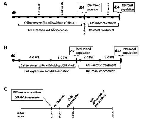 Scheme Of The Different Models For Neuronal Differentiation