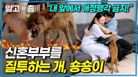 부부사이를 갈라 놓겠어 질투심 많은 작고 앙증맞은 푸들의 횡포 │세상에 나쁜 개는 없다│알고e즘 Youtube