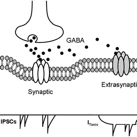 Schematics Of Gaba A Receptor Structure And Function A Topography Of