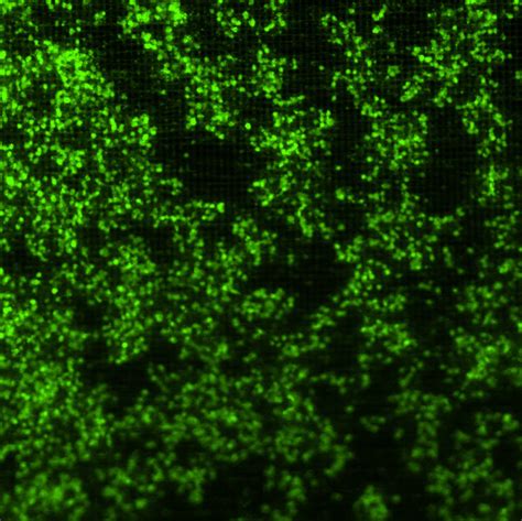 Episcopic Brightfield Imaging Of Neuronal Cells On High Density Microelectrode Arrays Enables