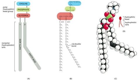 2 Structure Of Phosphatidylcholine Pc Represented A Download