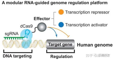 细胞基因过表达只会用慢病毒？2种新方法教你表达量 Up Up Up ！（二）crispra介导基因过表达 知乎