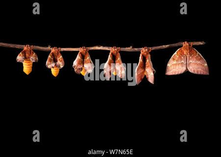 Bullseye Moth Automeris Io Showing Wings Expanding After Emerging