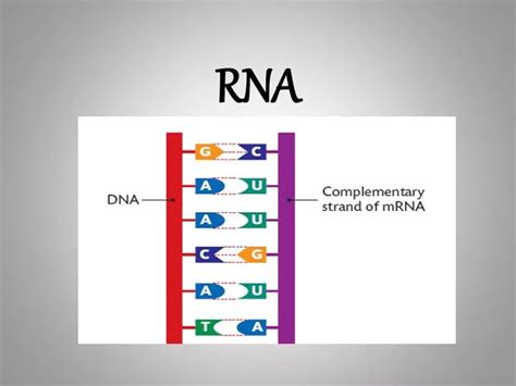 PPT RNA PowerPoint Presentation Free Download ID 2864488