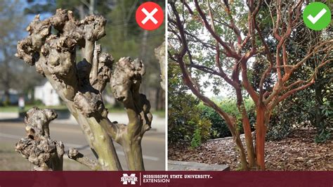 Put Down Mississippi State University Extension Service