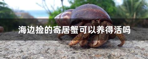 海边捡的寄居蟹可以养得活吗 鱼百科