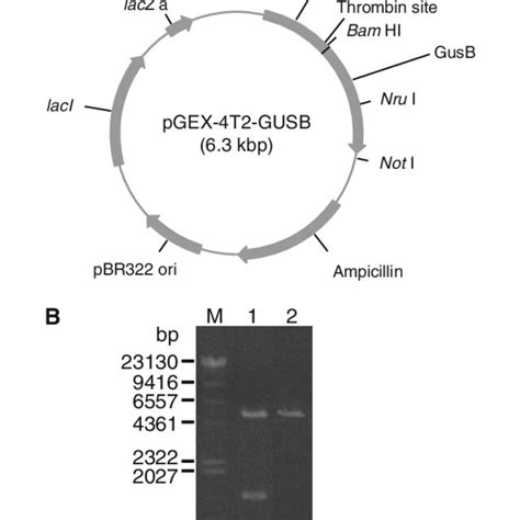 A Schematic Diagram Of Pgex 4t2 Gusb The Gusb Gene Was Inserted Download Scientific Diagram